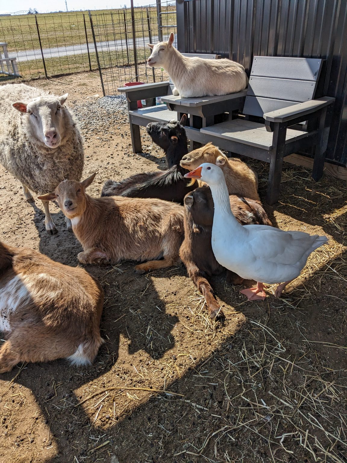 About Us: Coombs Barnyard's Family Farm - COOMBS BARNYARD